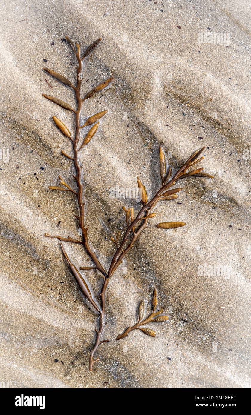 Washed up seaweed on a sandy beach Stock Photo - Alamy
