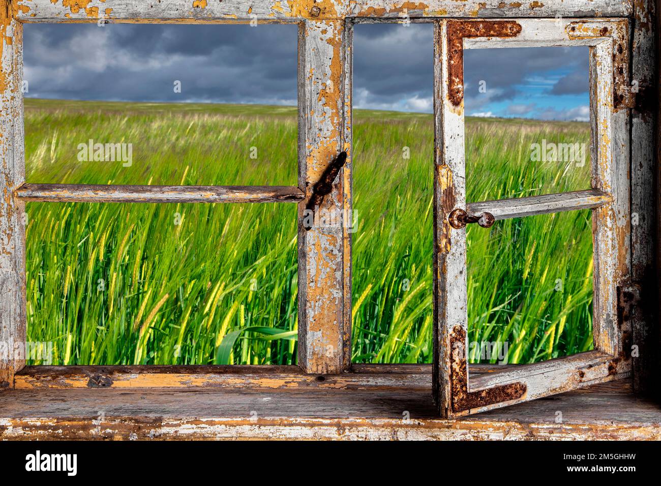 View from a wooden window in a cornfield Stock Photo - Alamy