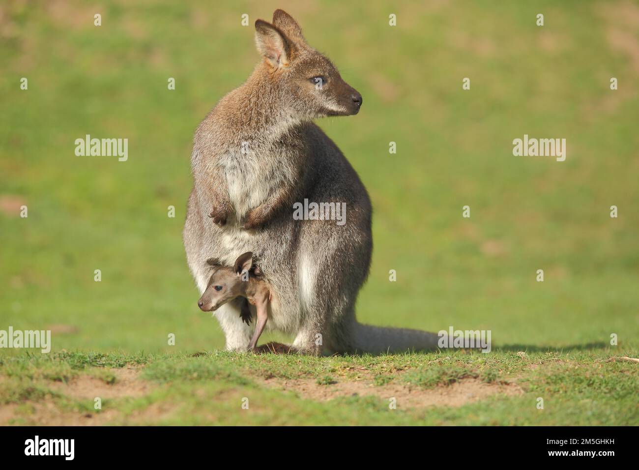 Red-necked wallaby (Macropus rufogriseus), young in pouch, security ...