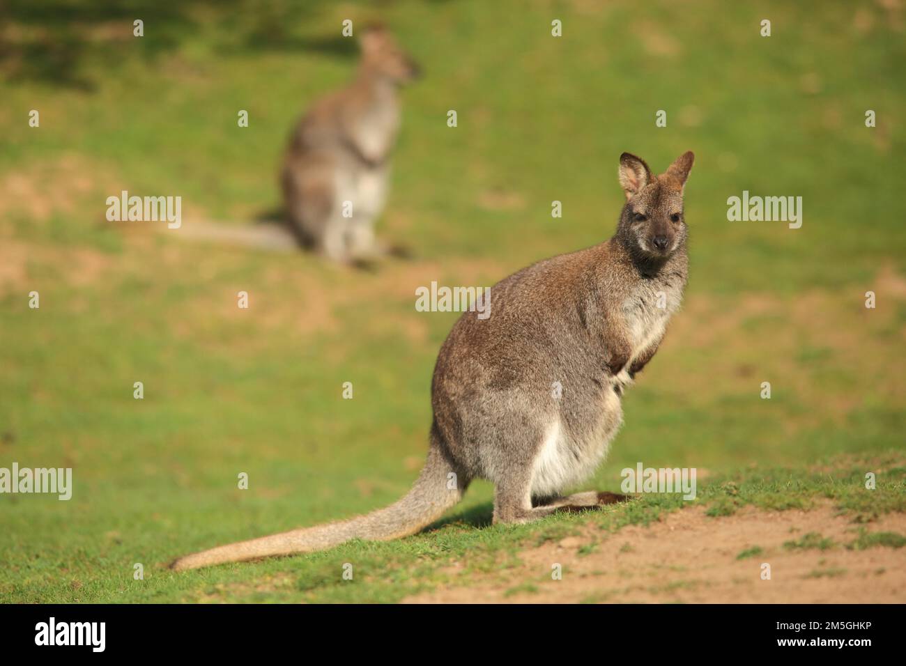 Red-necked wallaby (Macropus rufogriseus), wallabies, wallabia, wallaby ...