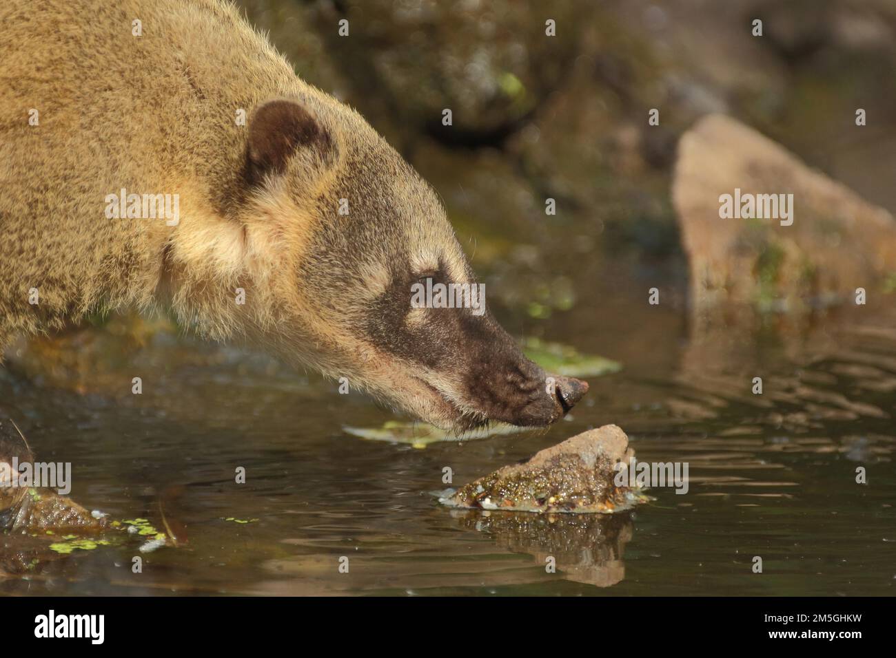 South American coati (Nasua nasua) at the water, portrait, nose, coatis ...