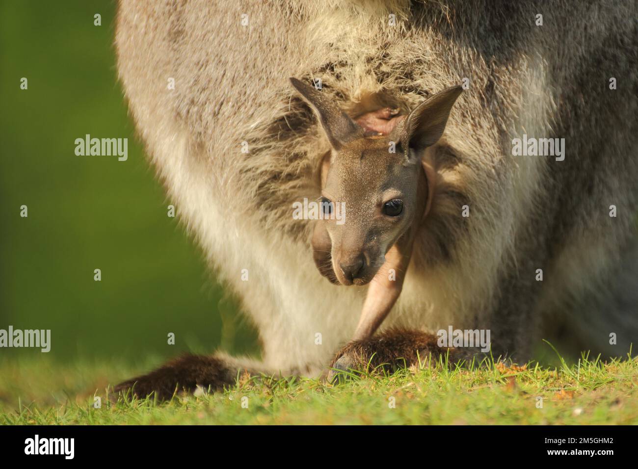 Red-necked wallaby (Macropus rufogriseus) in mother's pouch, young ...