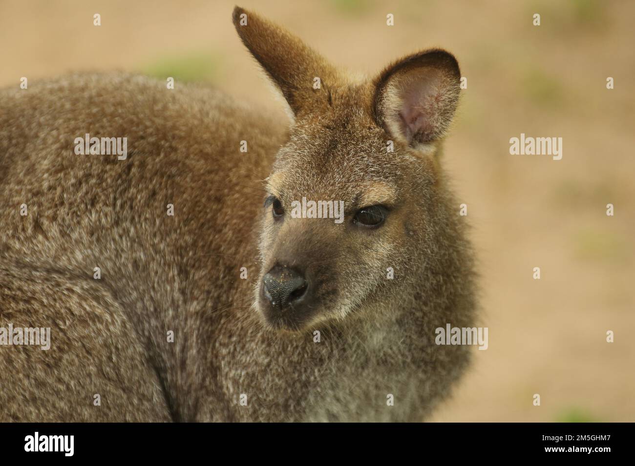Red-necked wallaby (Macropus rufogriseus), portrait, wallabies ...