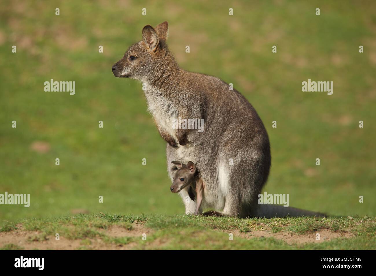 Red-necked wallaby (Macropus rufogriseus), young in pouch, security ...