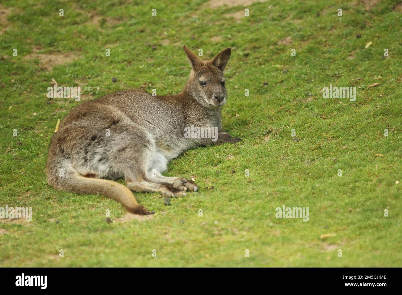 Red-necked wallaby (Macropus rufogriseus), lying, relax, rest ...