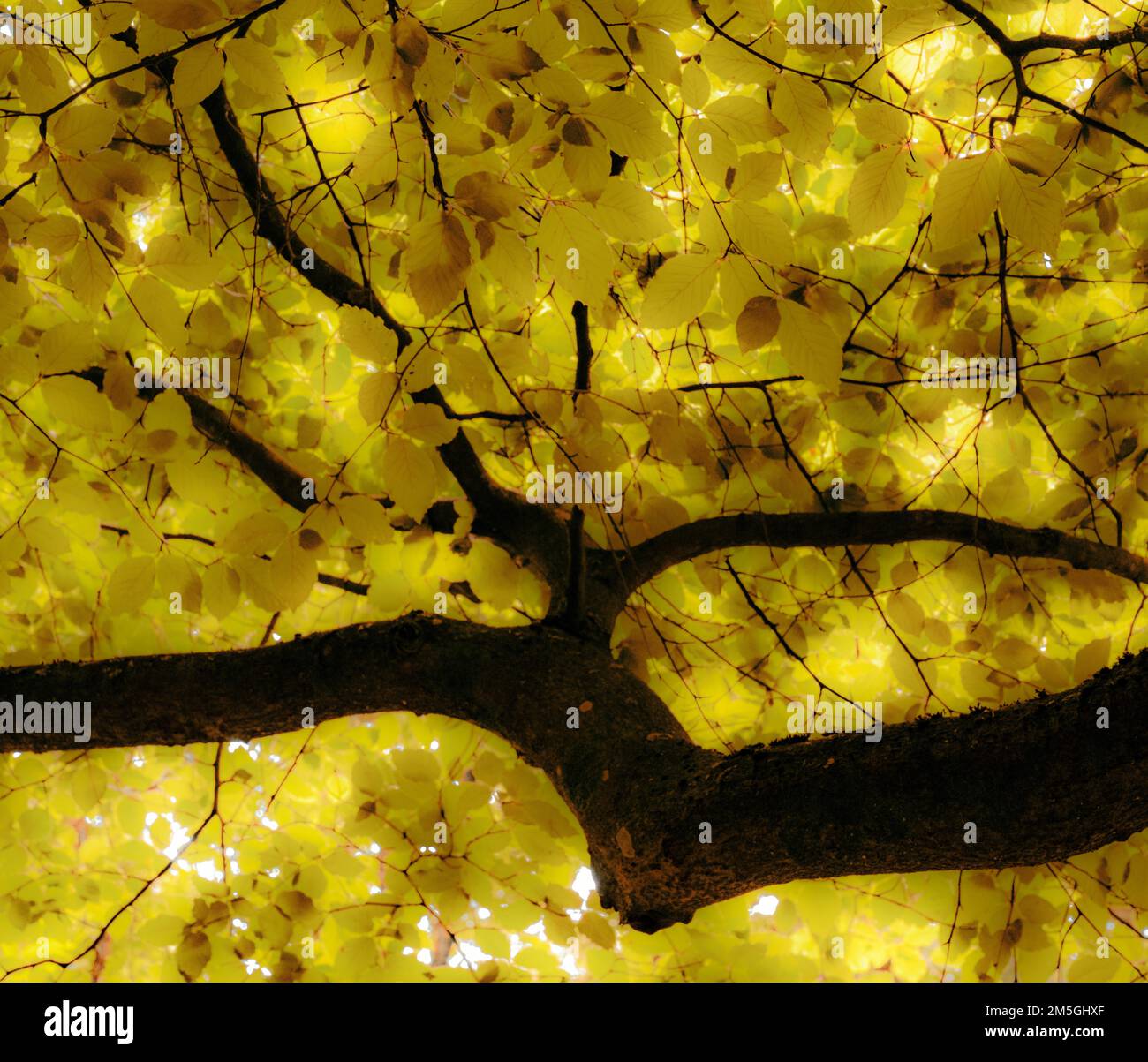 Soft image hi-res stock photography and images - Alamy