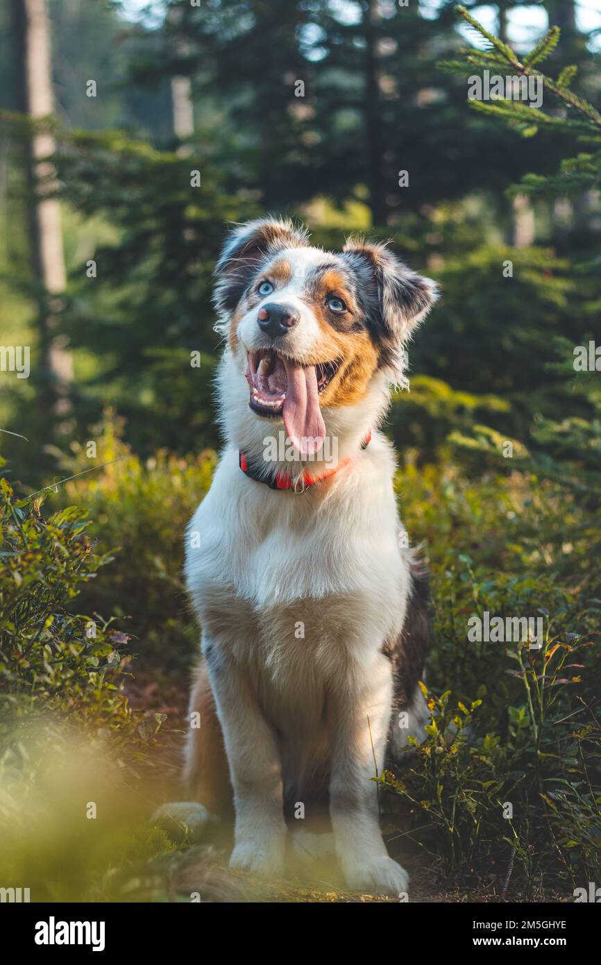 Candid portrait of an Australian Shepherd resting in a forest stand ...