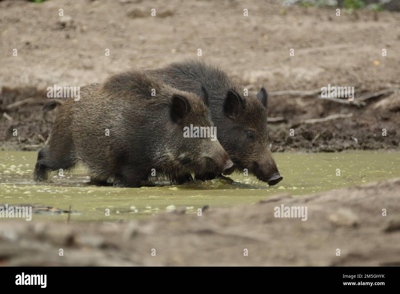 Two wild boar (Sus scrofa) wallowing in water and mud, captive Stock ...