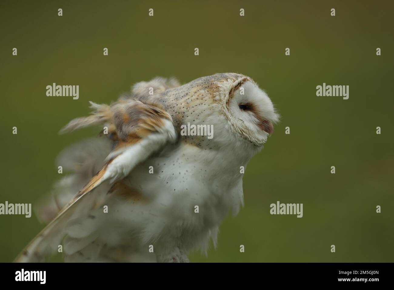 Common barn owl (Tyto alba), portrait, wings, shake, movement, blur ...