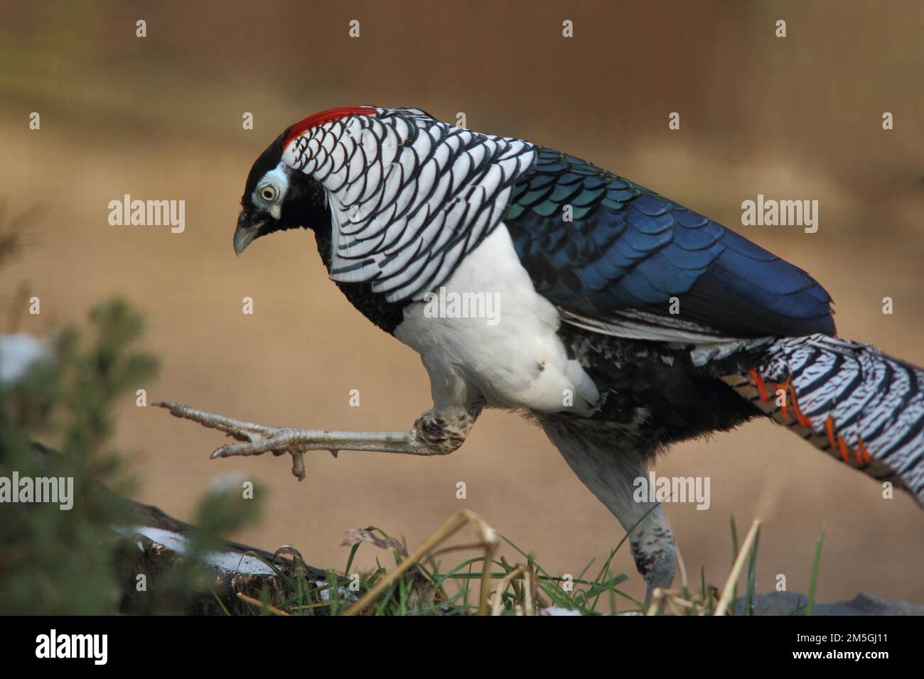 Lady amherst's pheasant (Chrysolophus amherstiae), male, portrait, leg ...