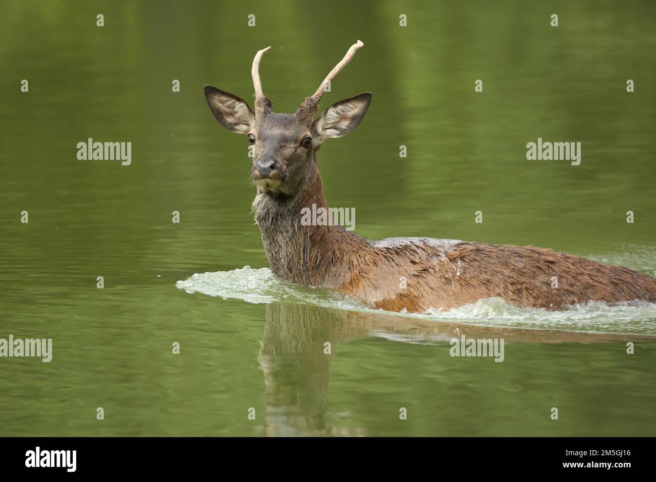 Red deer (Cervus elaphus), water, swimming, captive Stock Photo - Alamy