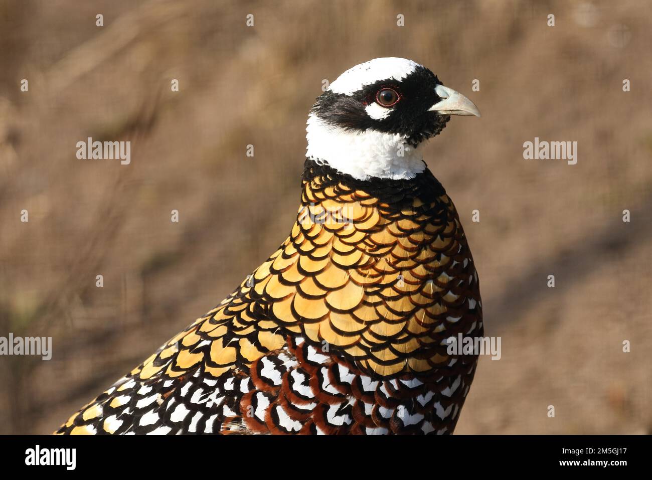 Reeves's pheasant (Syrmaticus reevesii), portrait, male, captive Stock ...