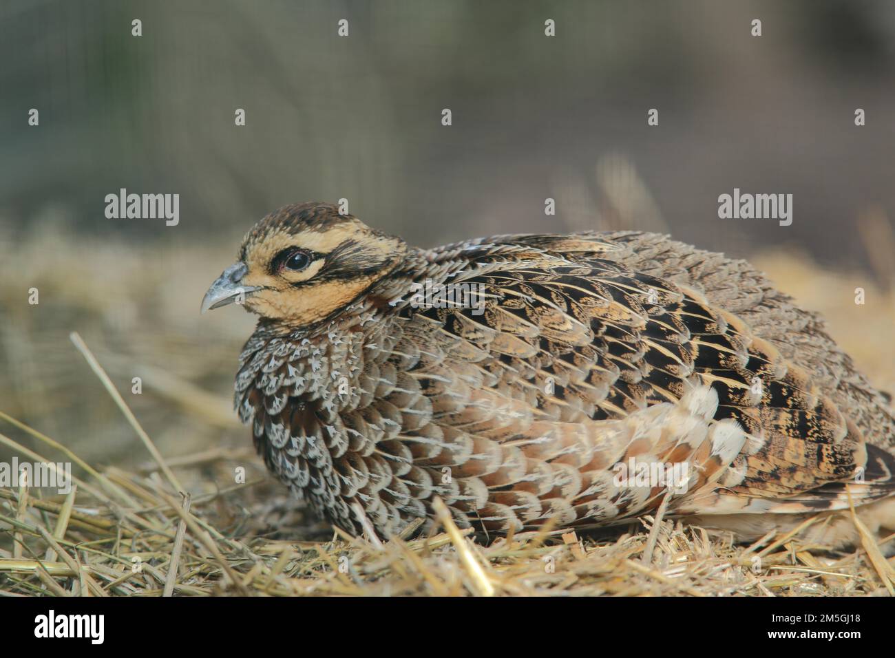 Reeves's pheasant (Syrmaticus reevesii), portrait, female, prone ...