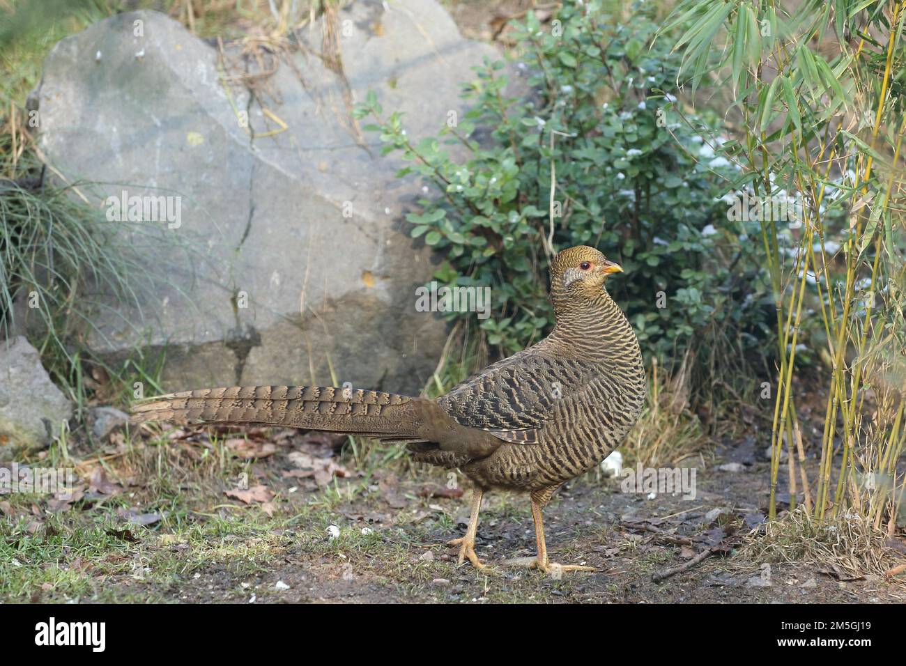 Golden pheasant (Chrysolophus pictus), female, captive Stock Photo - Alamy