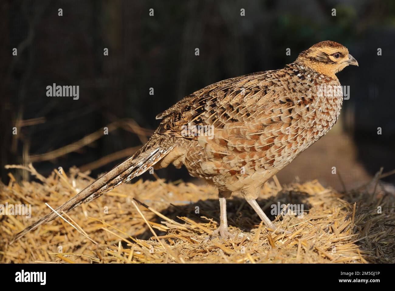 Reeves's pheasant (Syrmaticus reevesii), female, captive Stock Photo ...