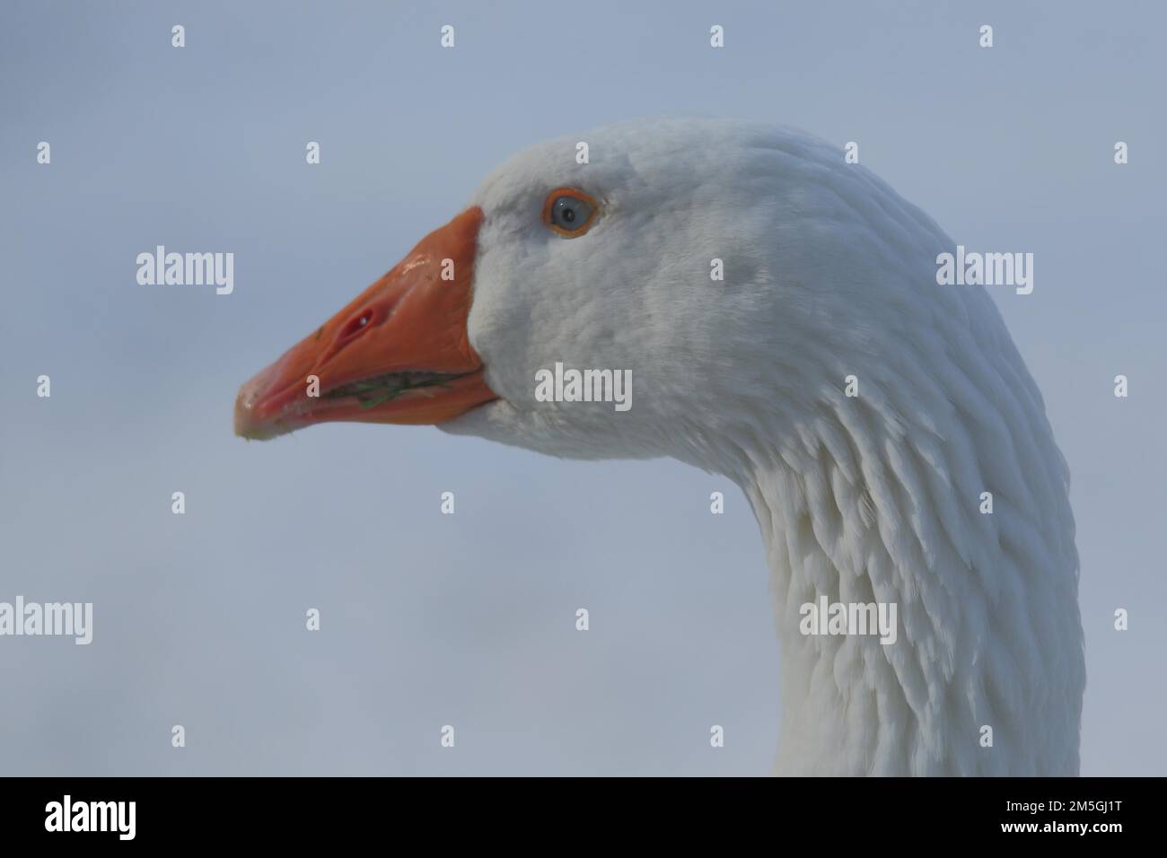 Domestic goose (Anser anser f. domestica), portrait, head, white, snow ...