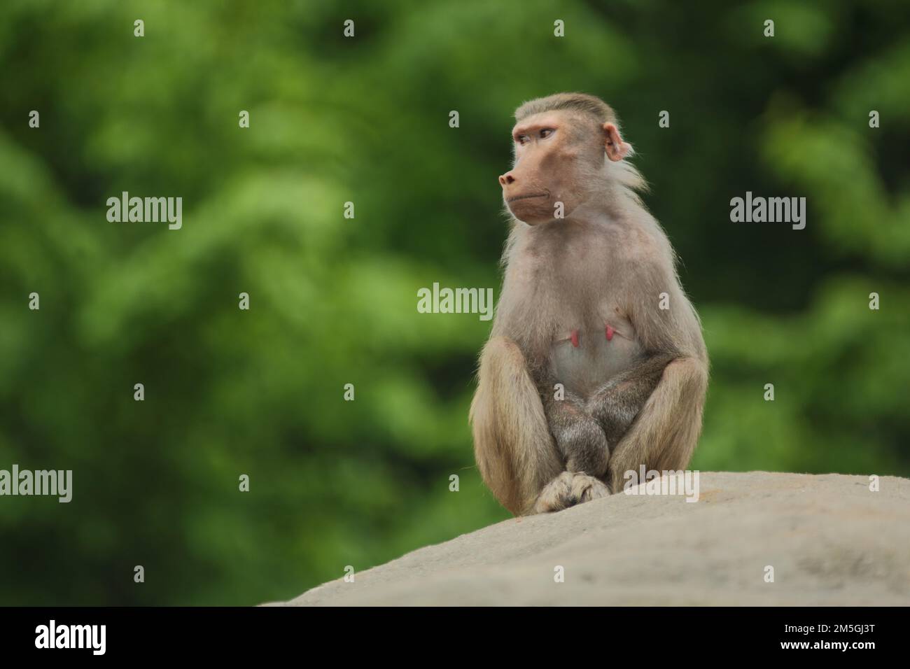 Female hamadryas baboon hi-res stock photography and images - Alamy