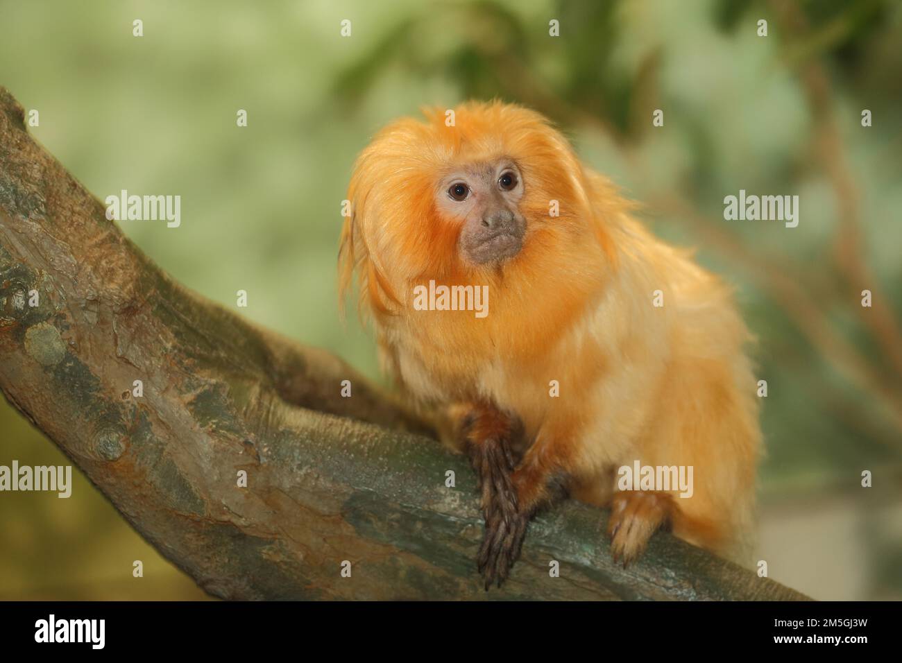 Golden lion tamarin (Leontopithecus rosalia), Leontopithecus, monkey ...