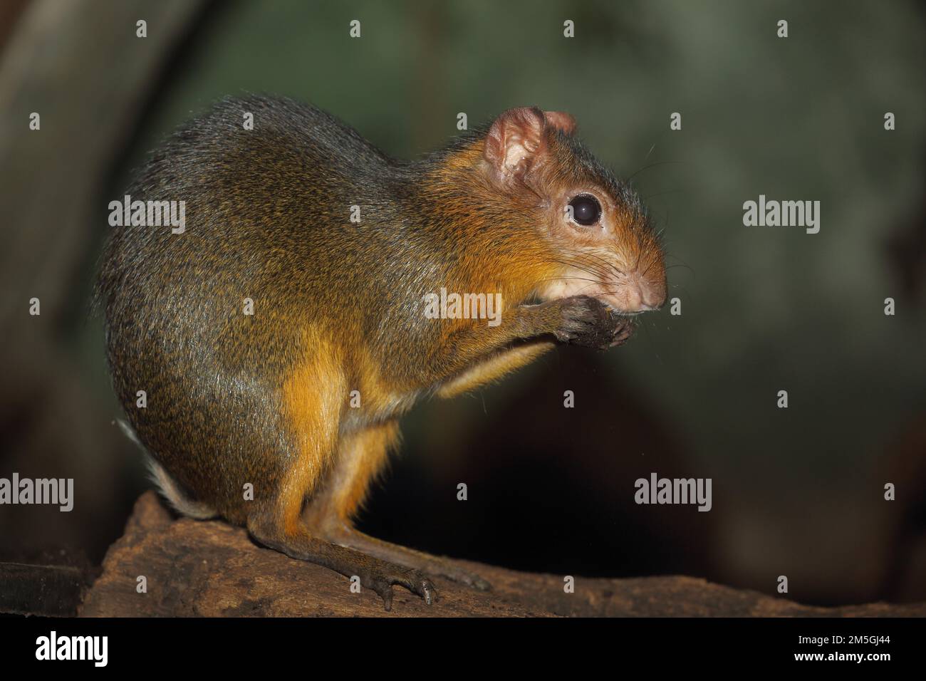 Green acouchi (Myoprocta pratti), Agoutis, Pakas, Dasyproctidae, Aguti ...
