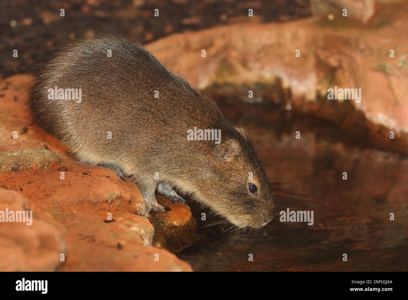 Greater guinea pig (Cavia magna) on the water, guinea pig, guinea pig ...
