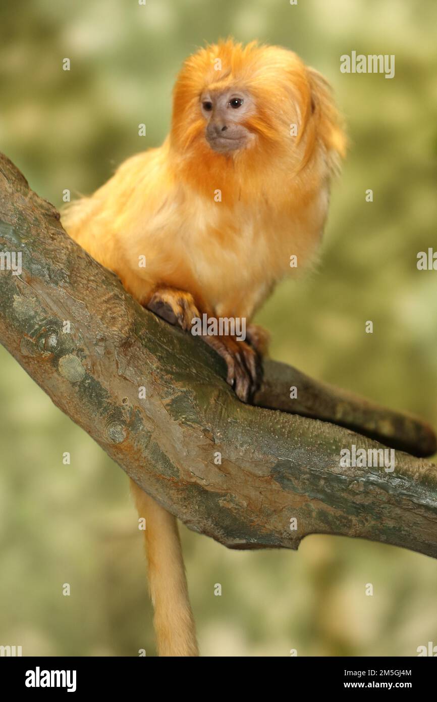 Golden lion tamarin (Leontopithecus rosalia), Leontopithecus, monkey ...