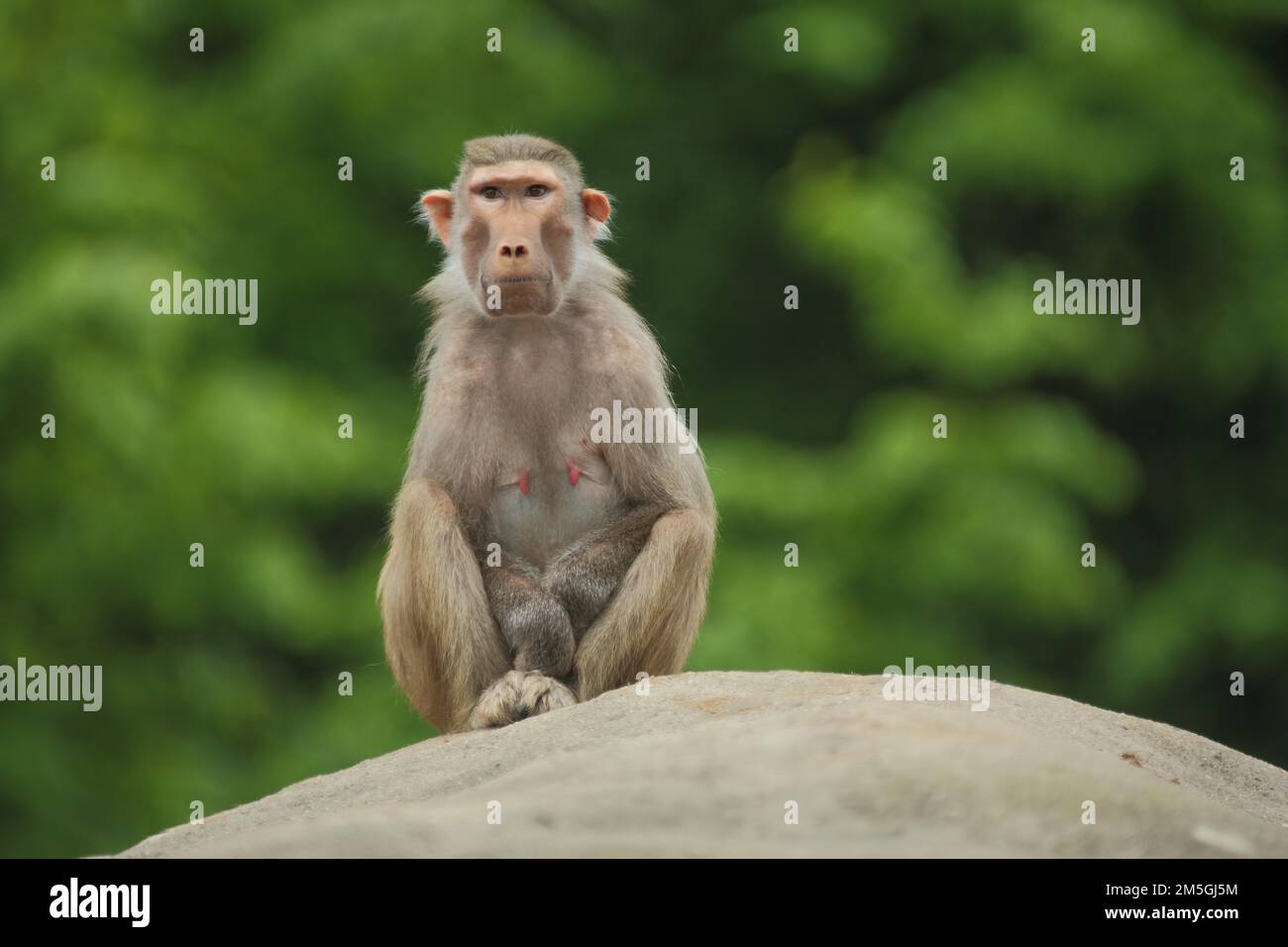 Female hamadryas baboon (Papio hamadryas), baboon, baboons, guenon ...