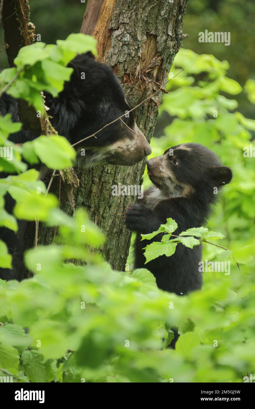 Mother and young spectacled bear (Tremarctos ornatus), child, sniffing ...