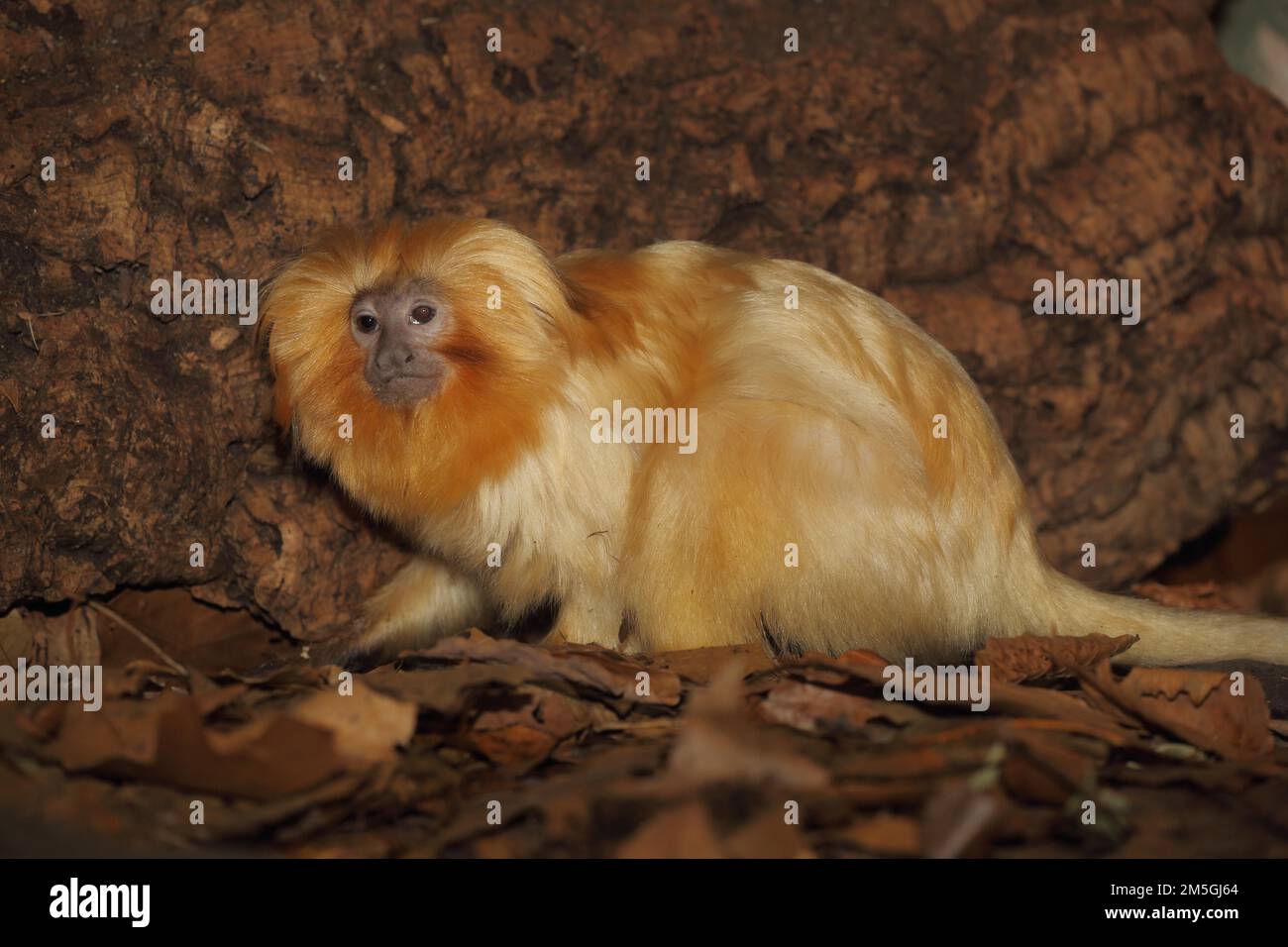 Golden Marmoset Futurama