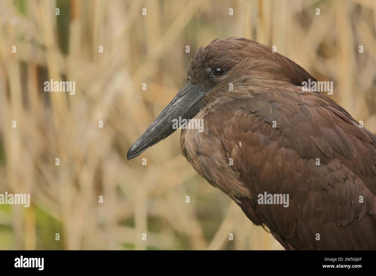 Portrait of the hammerhead (Scopus umbretta), shadow birds, hamerkop ...