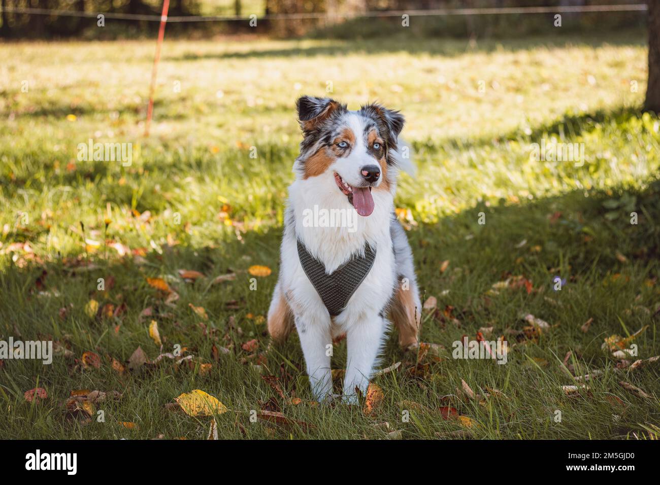 Candid portrait of an Australian Shepherd resting in the grass with a ...