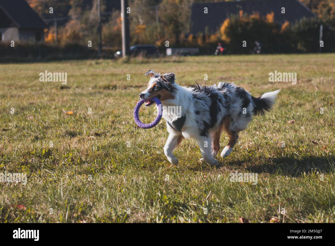 Colourful Australian Shepherd runs around a grassy field and collects ...