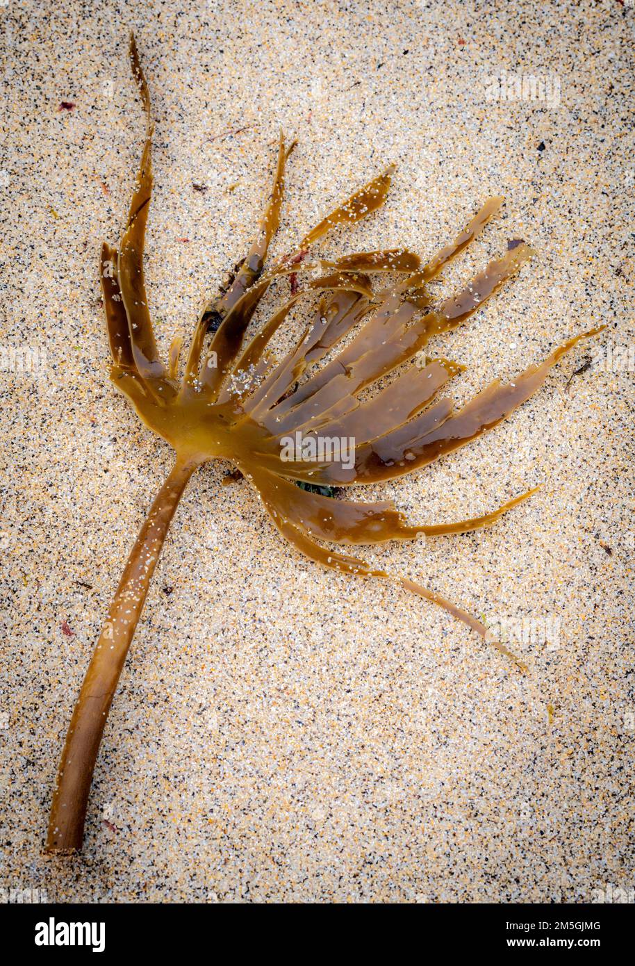 Washed up seaweed hi-res stock photography and images - Alamy