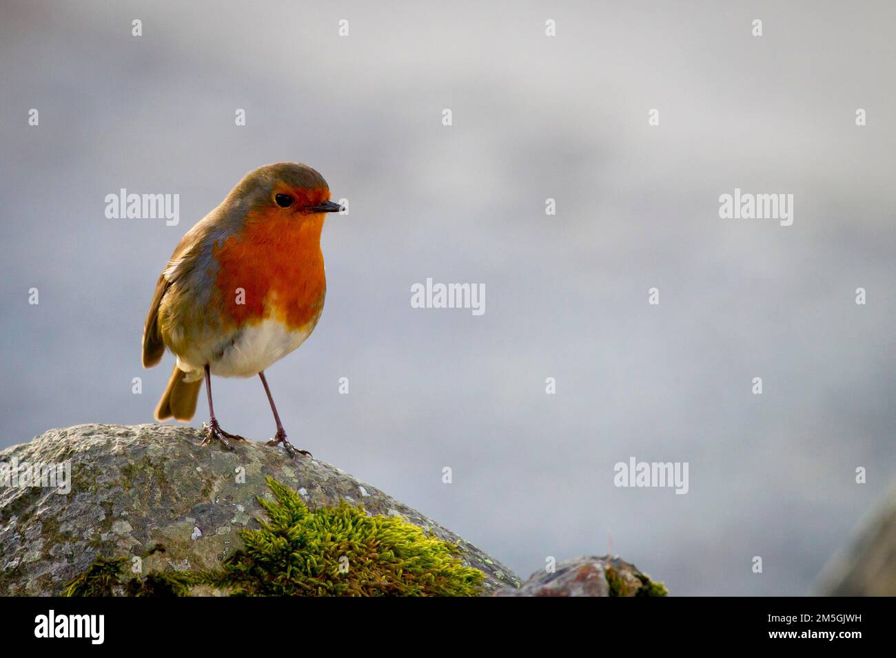 Robin (Erithacus rubecula) (Bird family) (Old World flycatchers and ...