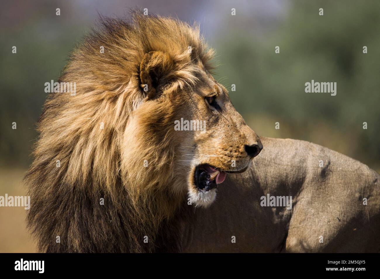 Head and mane of a healthy male lion (Pantherus leo) looking back into ...
