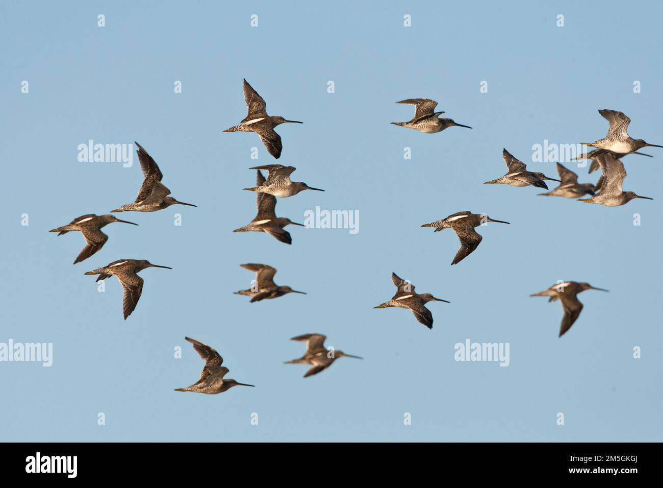 Flock of Short-billed Dowitcher (Limnodromus griseus) in flight Stock ...