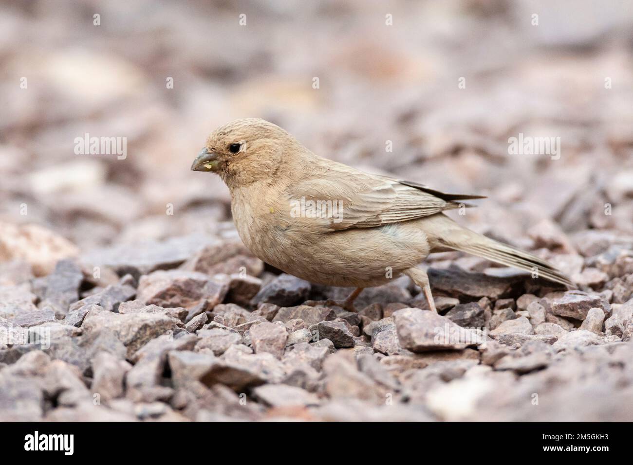 Female Sinai Rosefinch (Carpodacus synoicus) foraging on the ground in ...