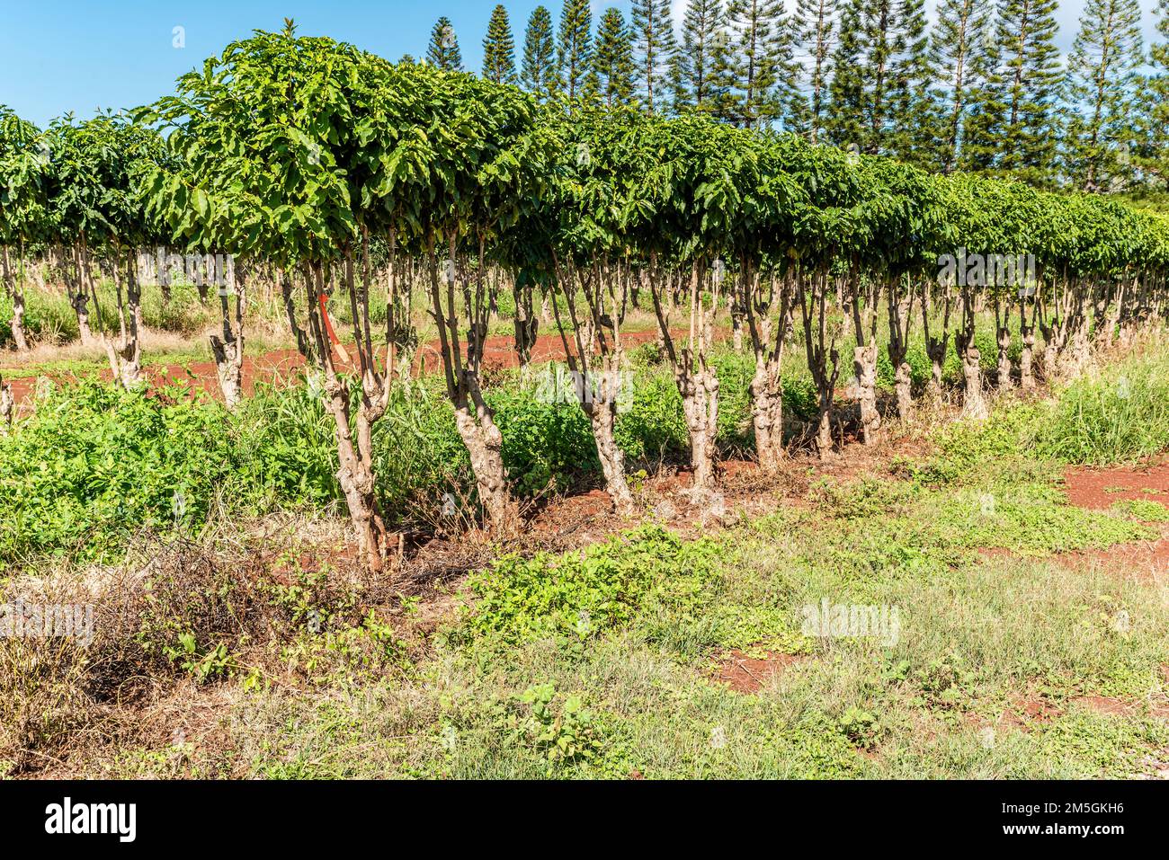 Tropical coffee, big island hi-res stock photography and images - Alamy