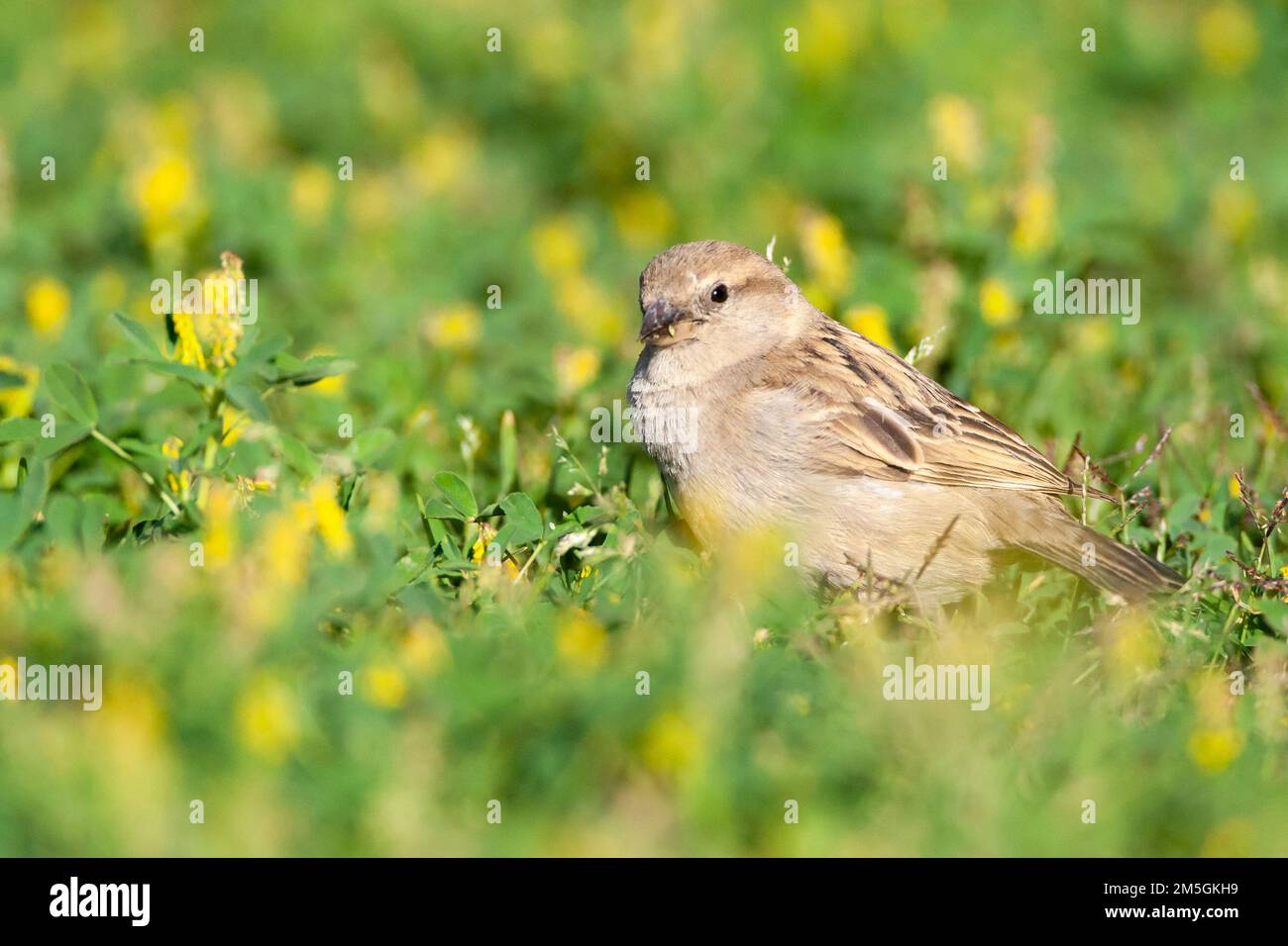 Female Spanish Sparrow (Passer hispaniolensis) during spring migration ...