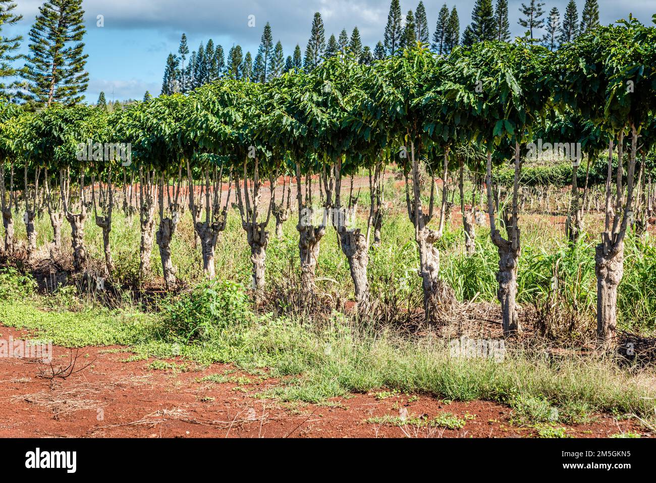 Rows of coffee trees on Oahu, Hawaii Stock Photo - Alamy