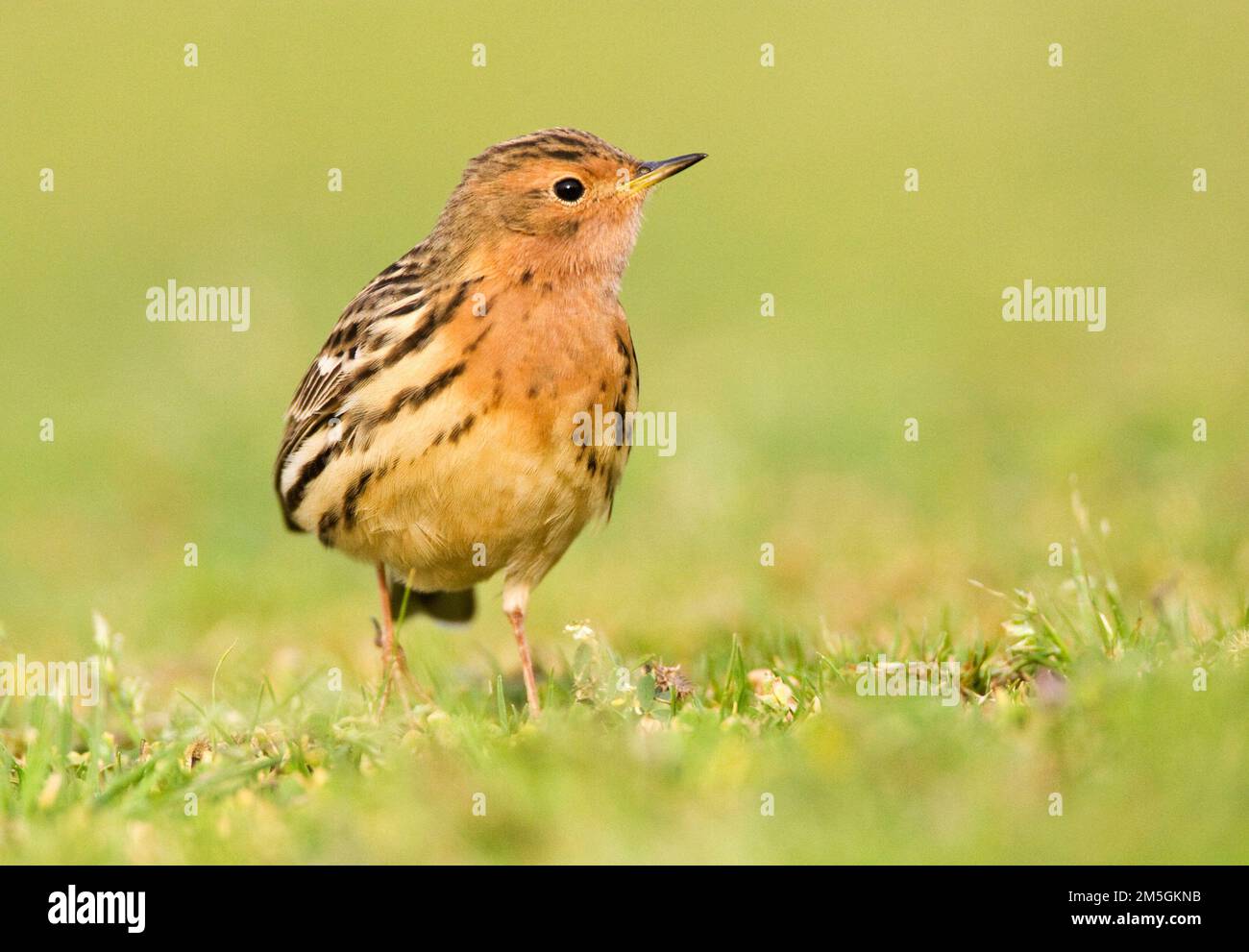 Asian pipit species hi-res stock photography and images - Alamy