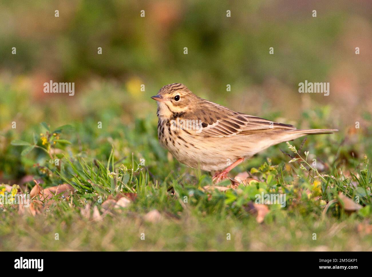 Asian pipit species hi-res stock photography and images - Alamy
