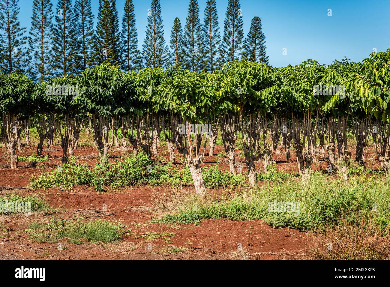 Rows of coffee trees on Oahu, Hawaii Stock Photo - Alamy