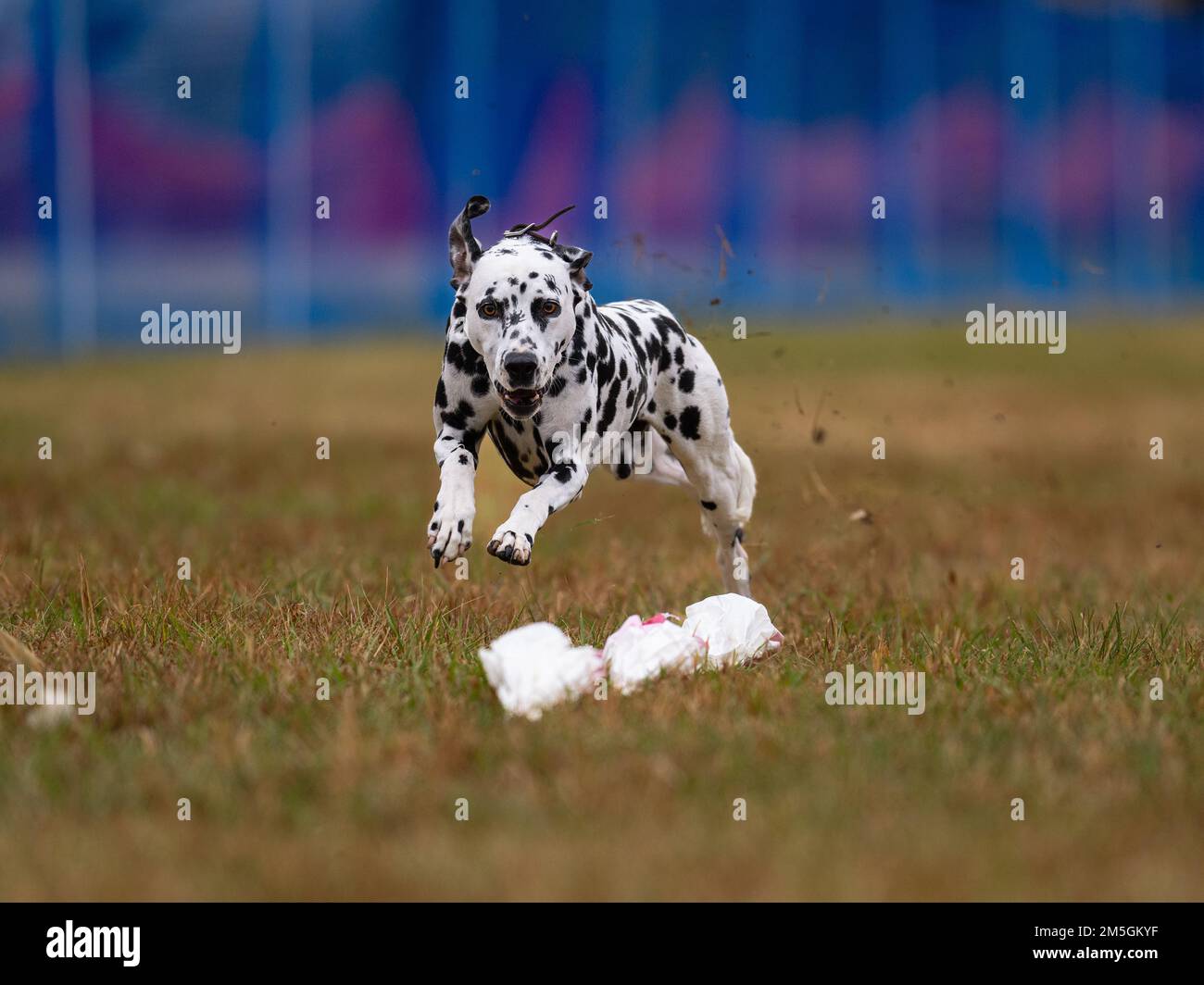 A shallow focus shot of a purebred dalmatian dog running on the green ...