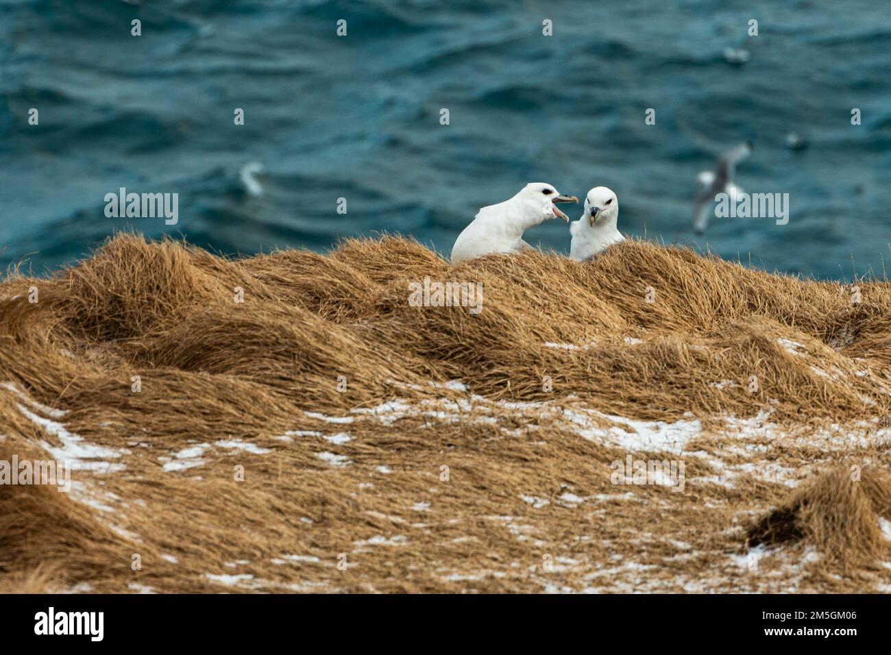 An arctic fulmar bird screaming at its partner while sitting on a ...
