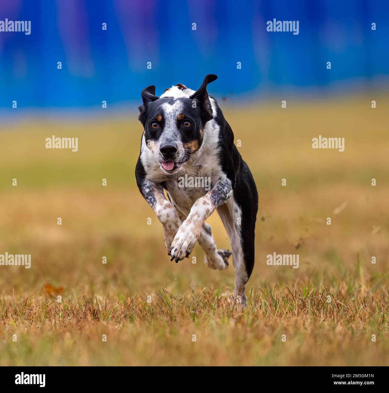 A Purebred Australian Cattle Dog running on the grass field day with ...