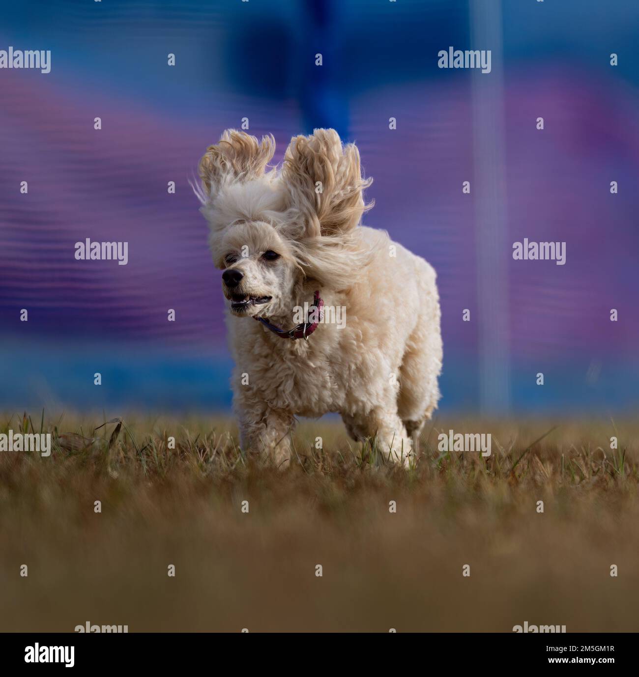 A funny shot of a white miniature poodle running on the green grass ...