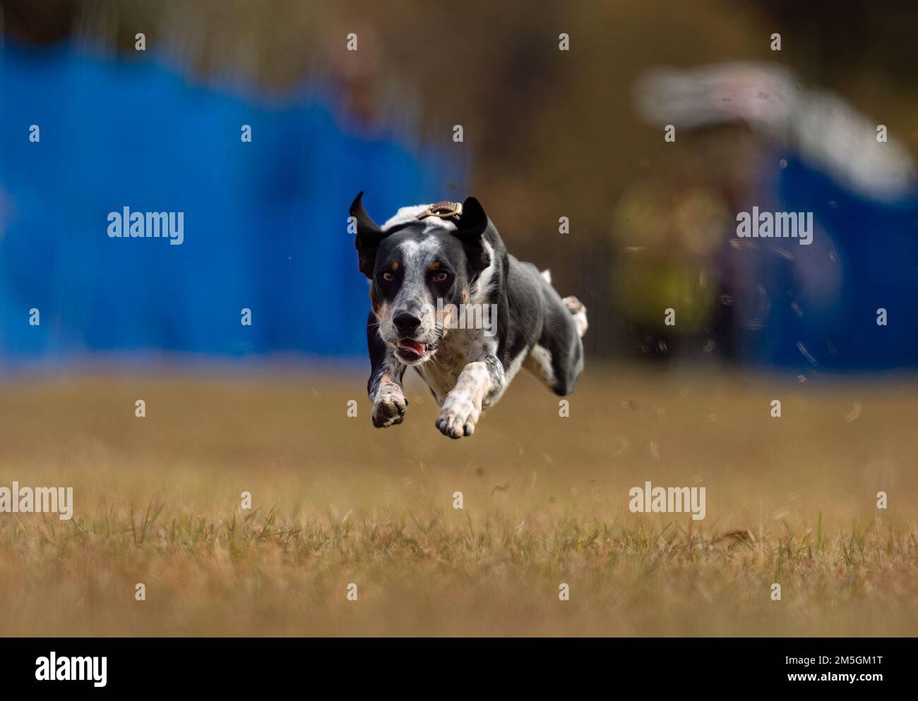 A shallow focus of a purebred Australian Cattle Dog running in a field ...