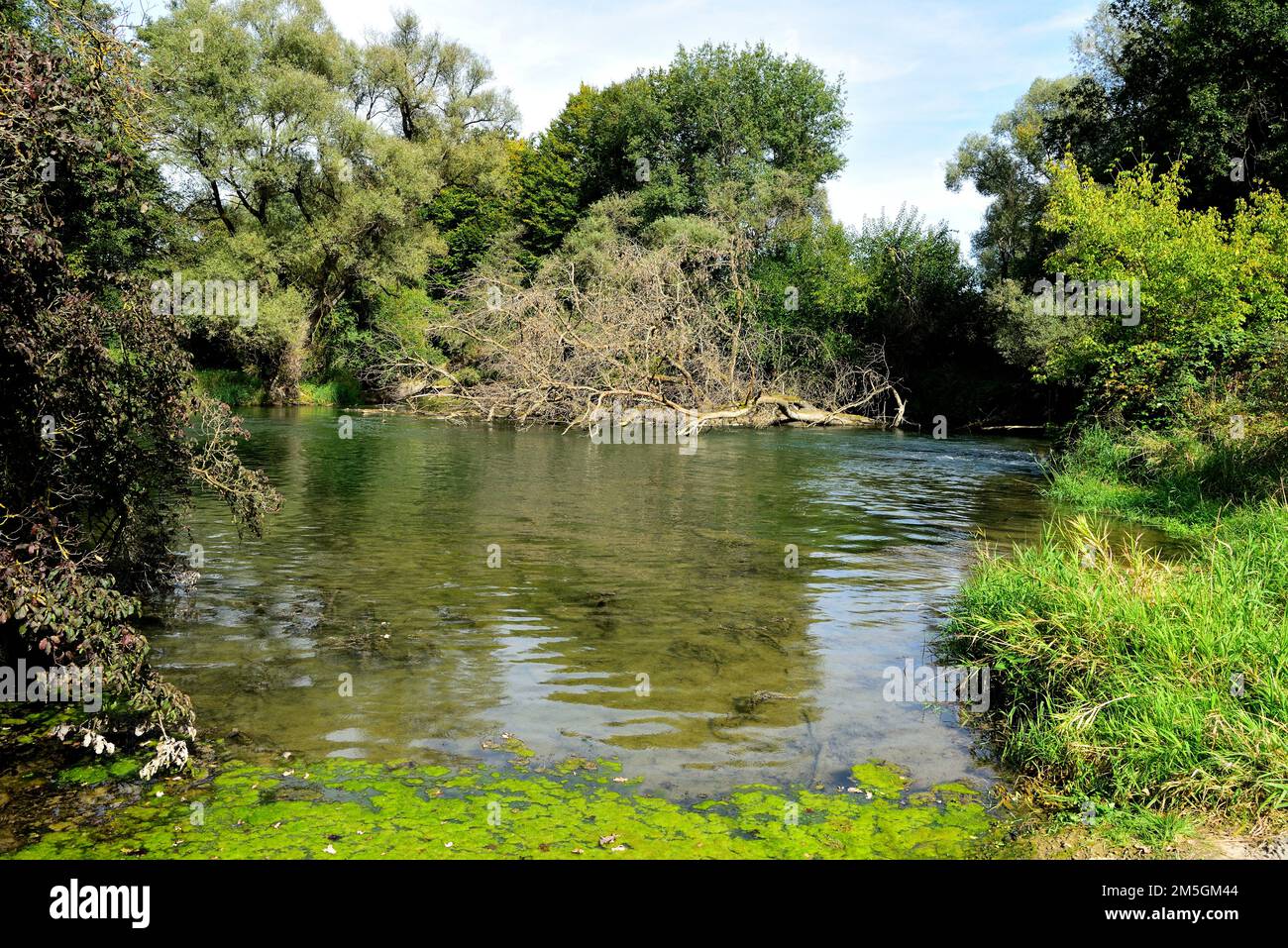 Alluvial river rhine forest hi-res stock photography and images - Alamy
