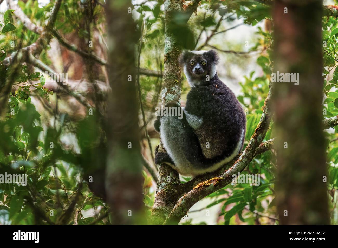 Indri - Indri indri, rain forest Madagascar east coast, Cute primate ...