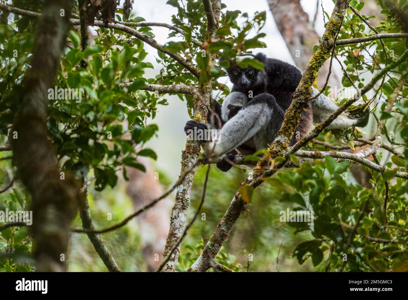Indri - Indri indri, rain forest Madagascar east coast, Cute primate ...